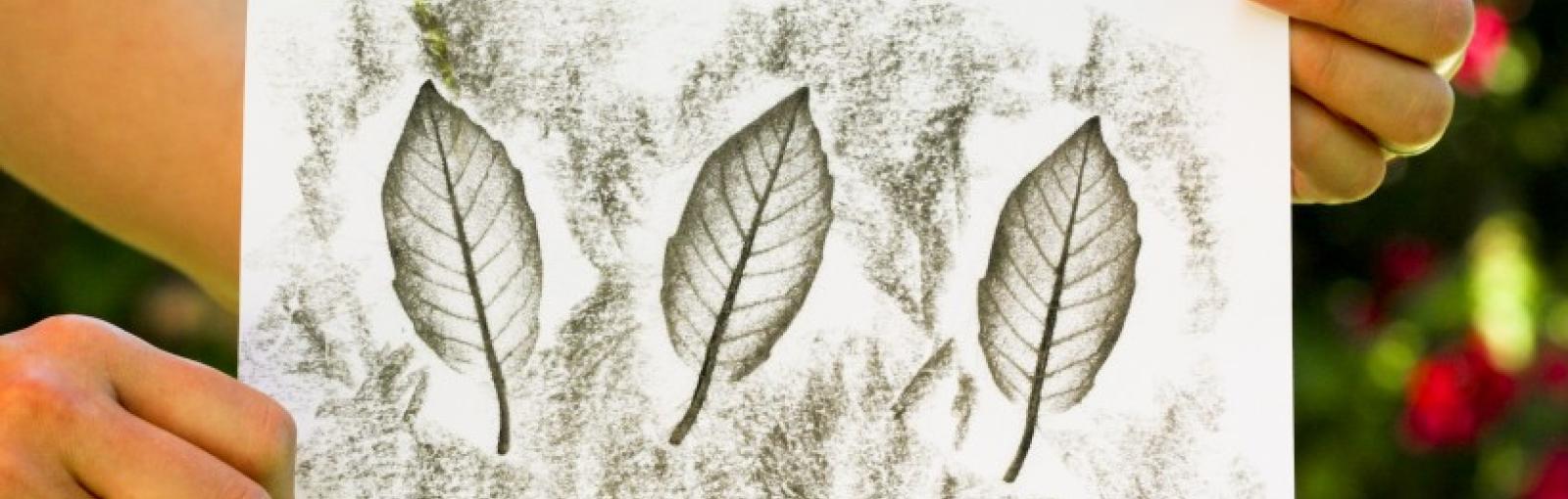 Native Plant Leaf Rubbing Activity | Autry Museum of the American West