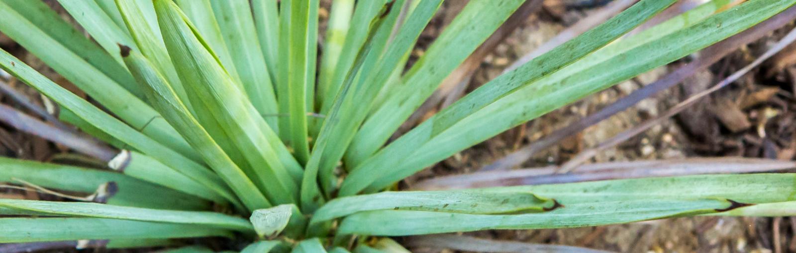 Native Plant Garden Digital Tour | Autry Museum of the American West